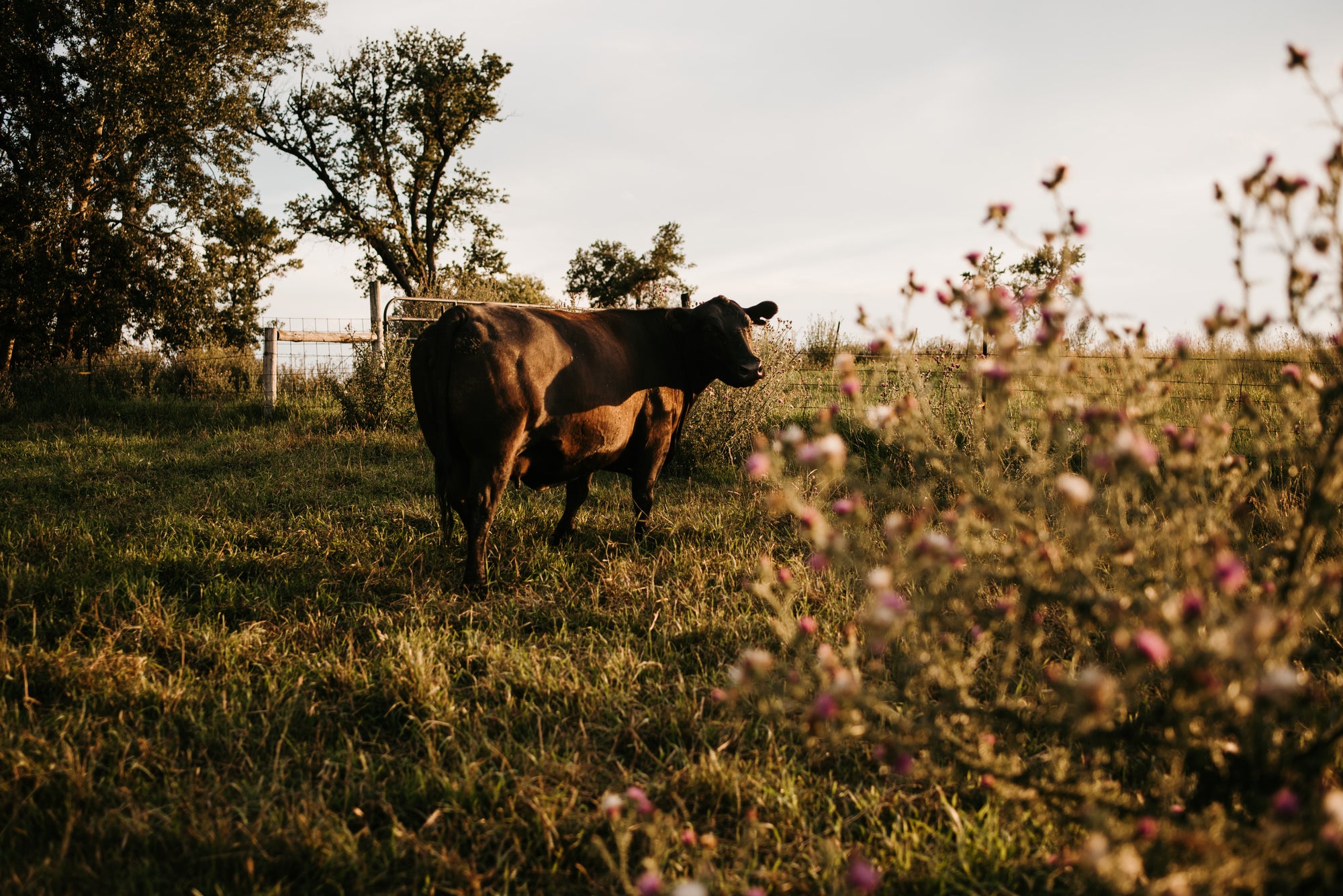 Our Story – RK Angus Farms